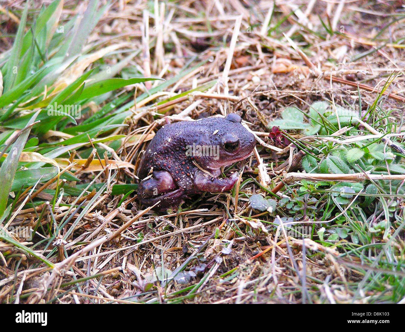 An Eastern Spadefoot Toad, a burrowing amphibian, is shown resting on ...