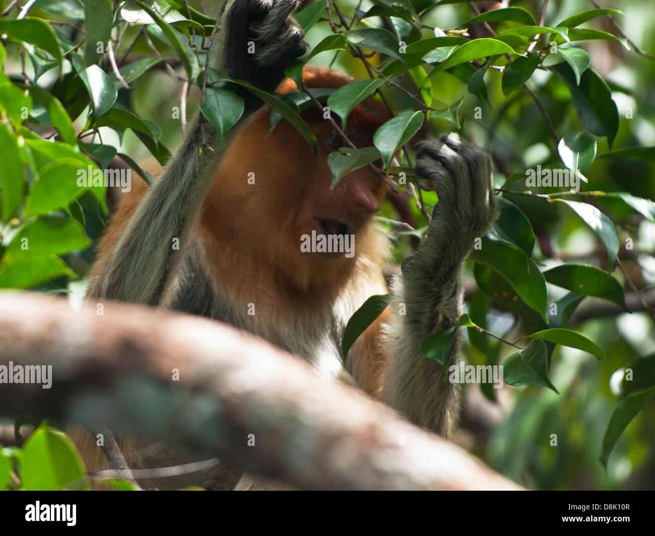 Old world anthropoids hi-res stock photography and images - Alamy