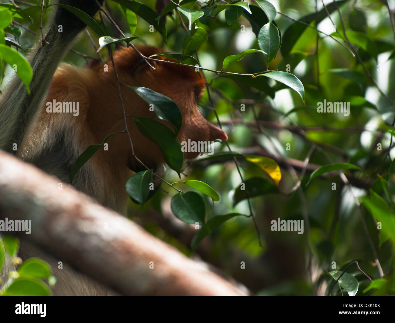 Dry nosed monkey hi-res stock photography and images - Alamy