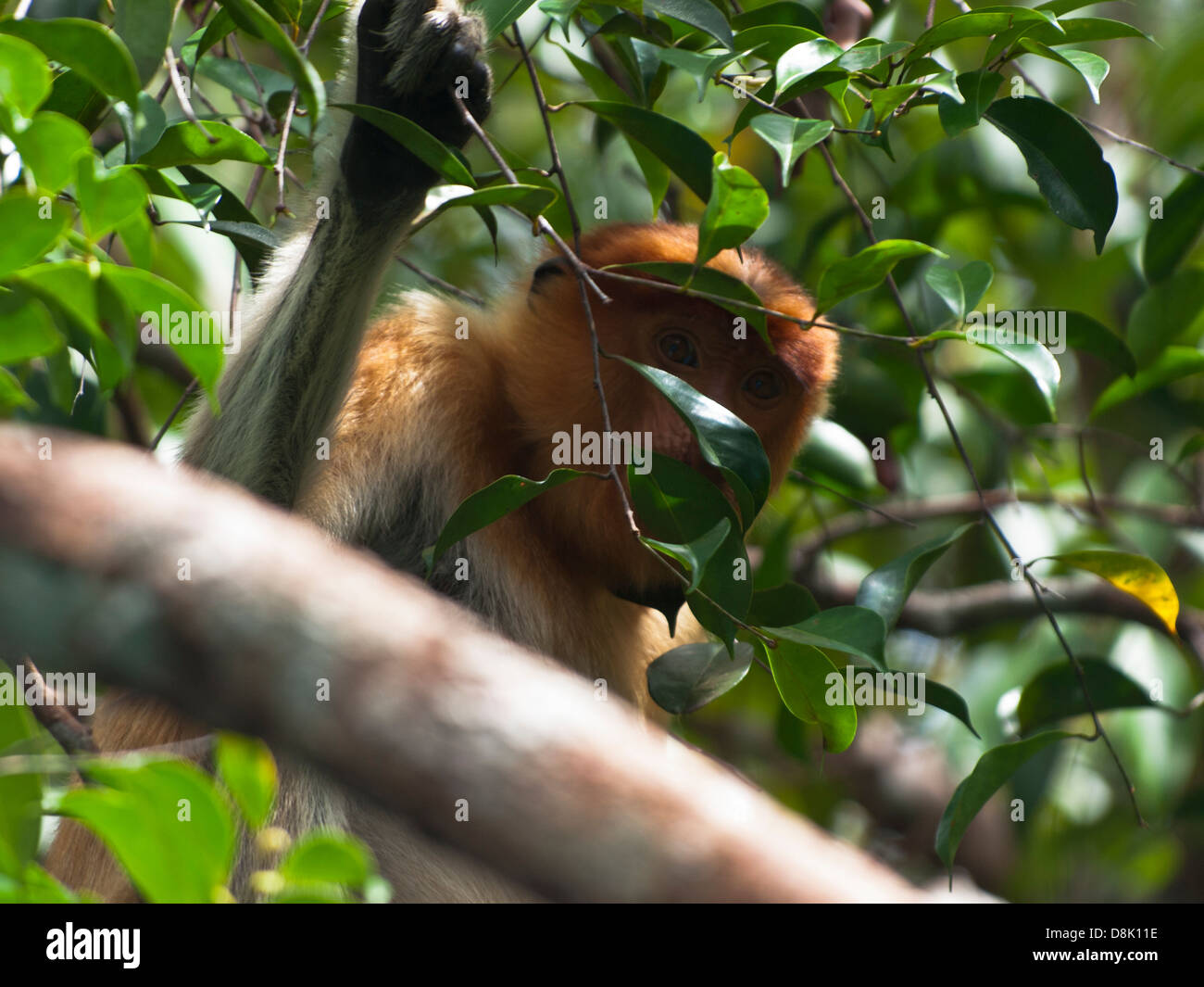 Dry nosed monkey hi-res stock photography and images - Alamy