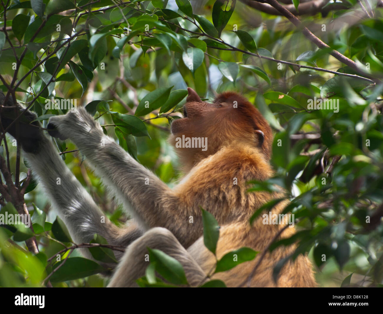 Proboscis monkey primate hi-res stock photography and images - Alamy