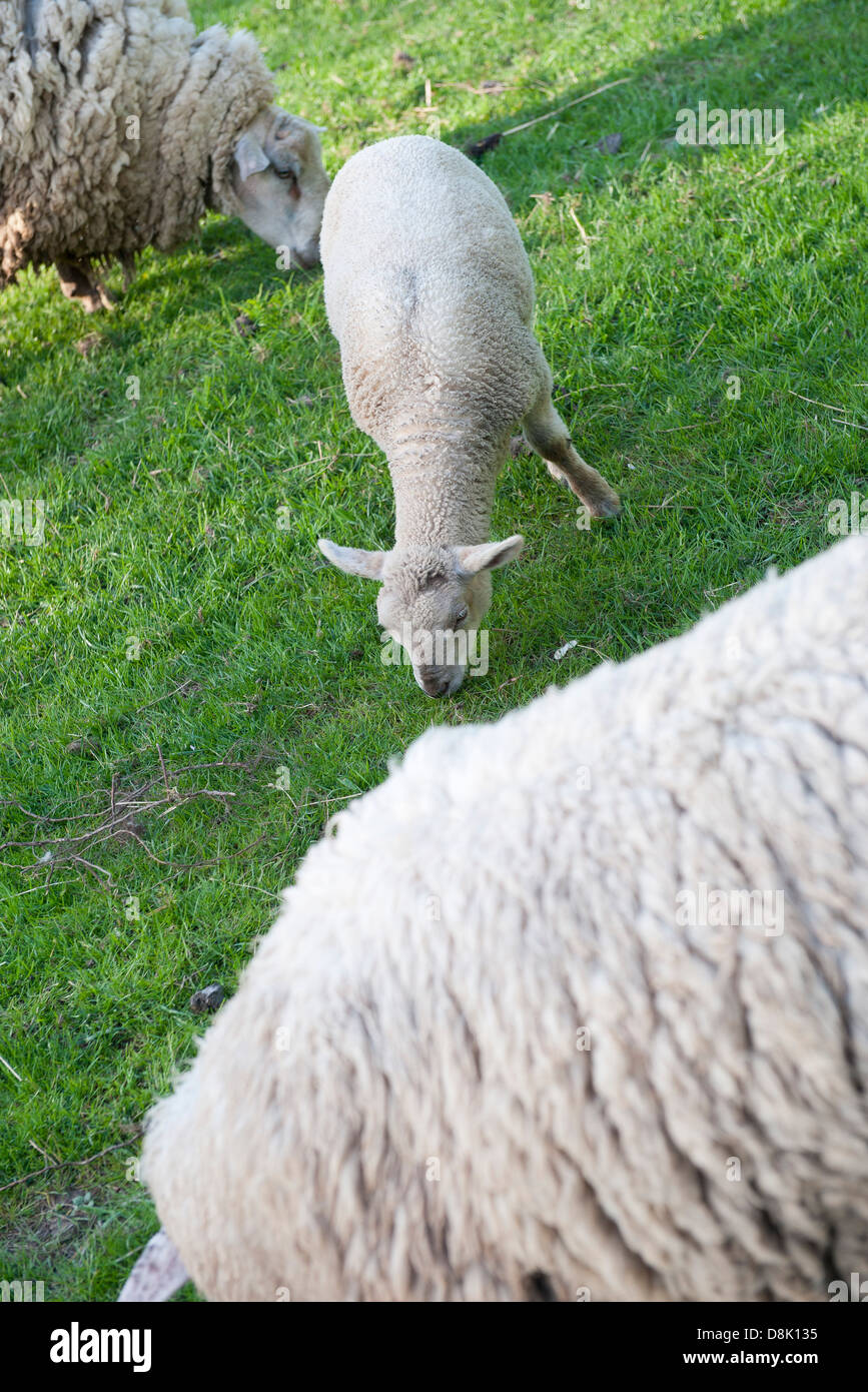Grazing images of sheep hi-res stock photography and images - Alamy