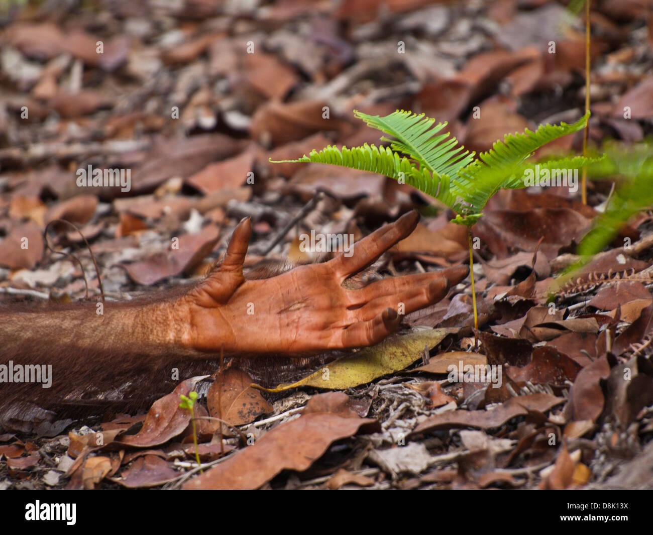 Monkey hand hi-res stock photography and images - Alamy