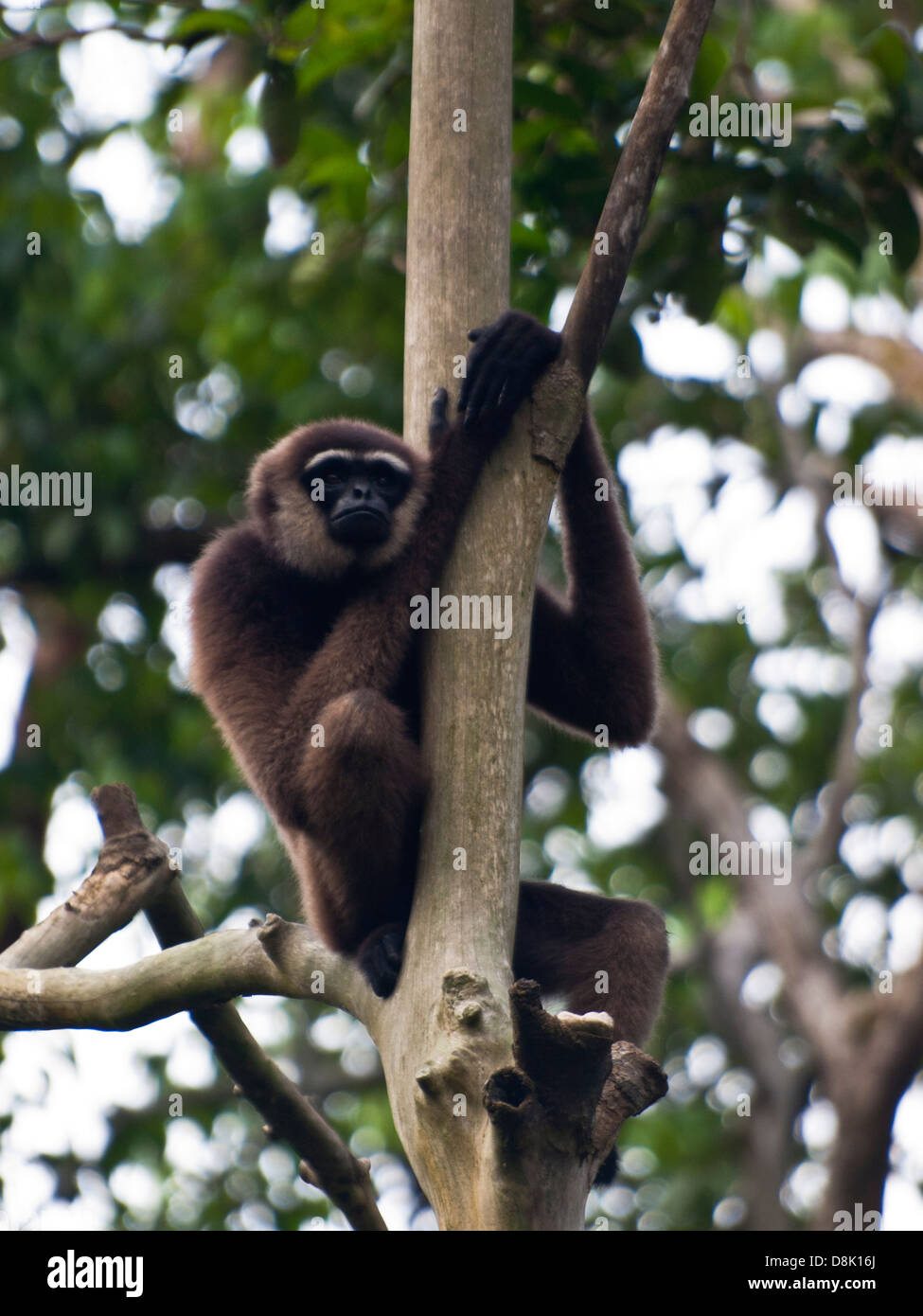 Borneo gibbon hi-res stock photography and images - Alamy