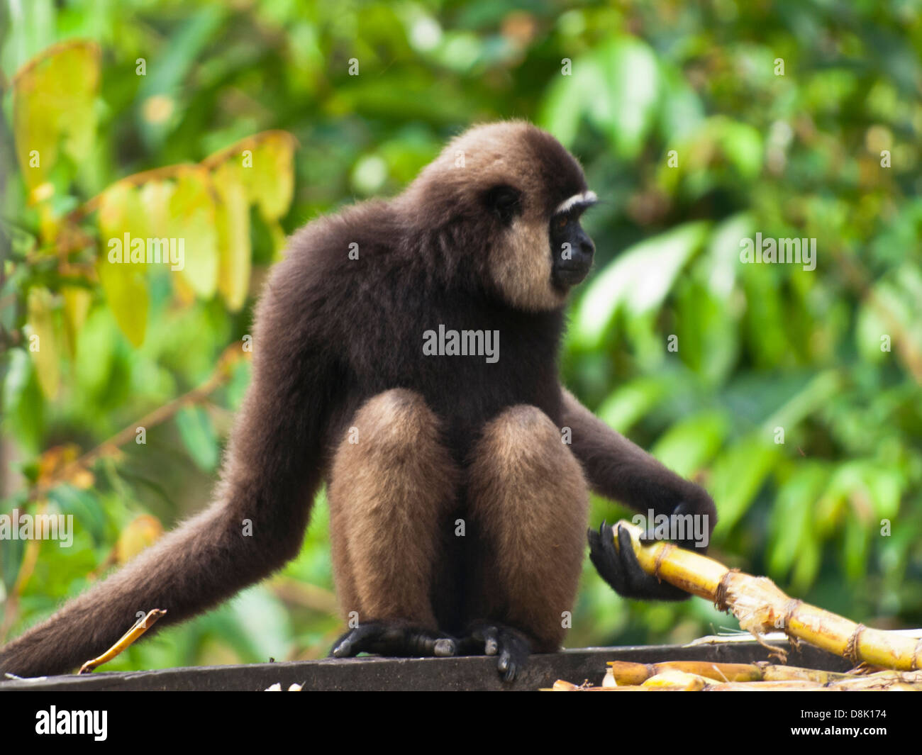 Borneo gibbon hi-res stock photography and images - Alamy