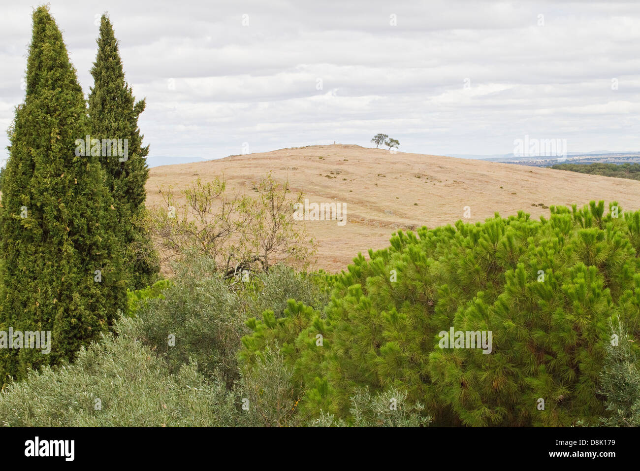 Hill two trees hi-res stock photography and images - Alamy