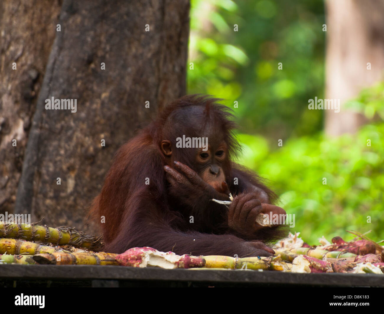 Seated cub hi-res stock photography and images - Alamy