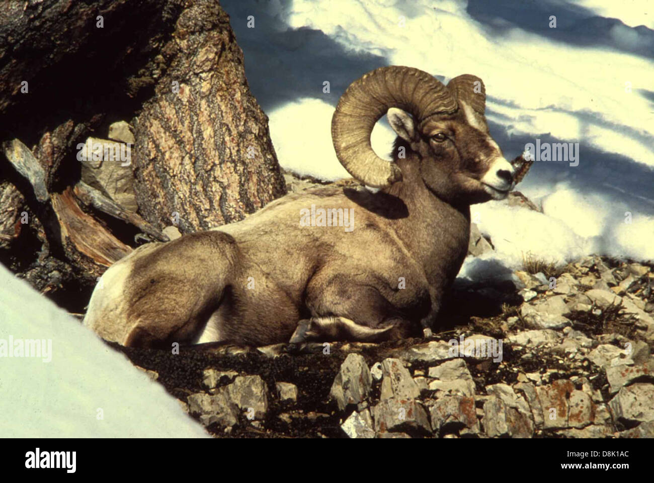 A male Rocky Mountain bighorn sheep, also known as a ram, stands ...