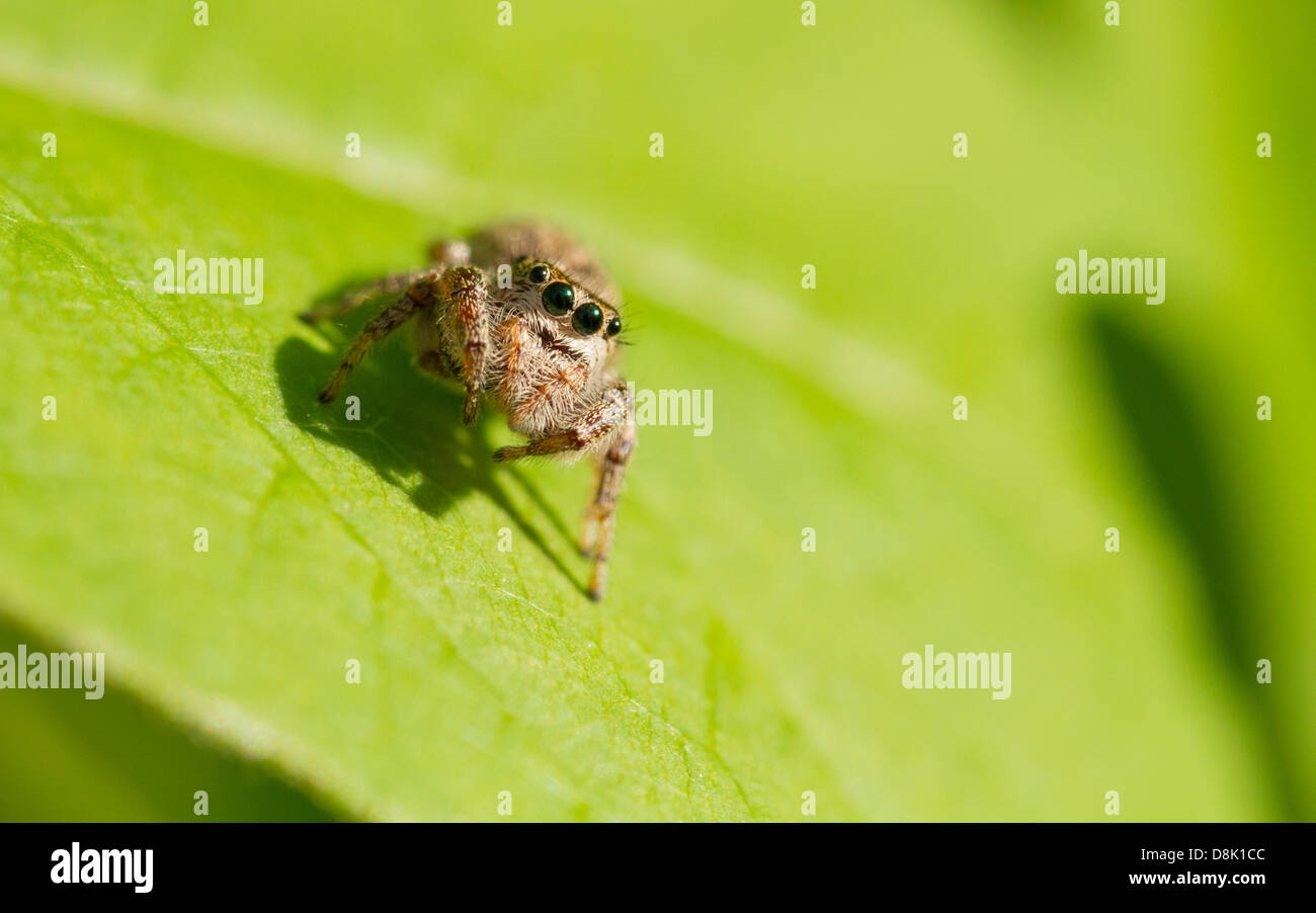 Jumping Spider ready for attack Stock Photo - Alamy