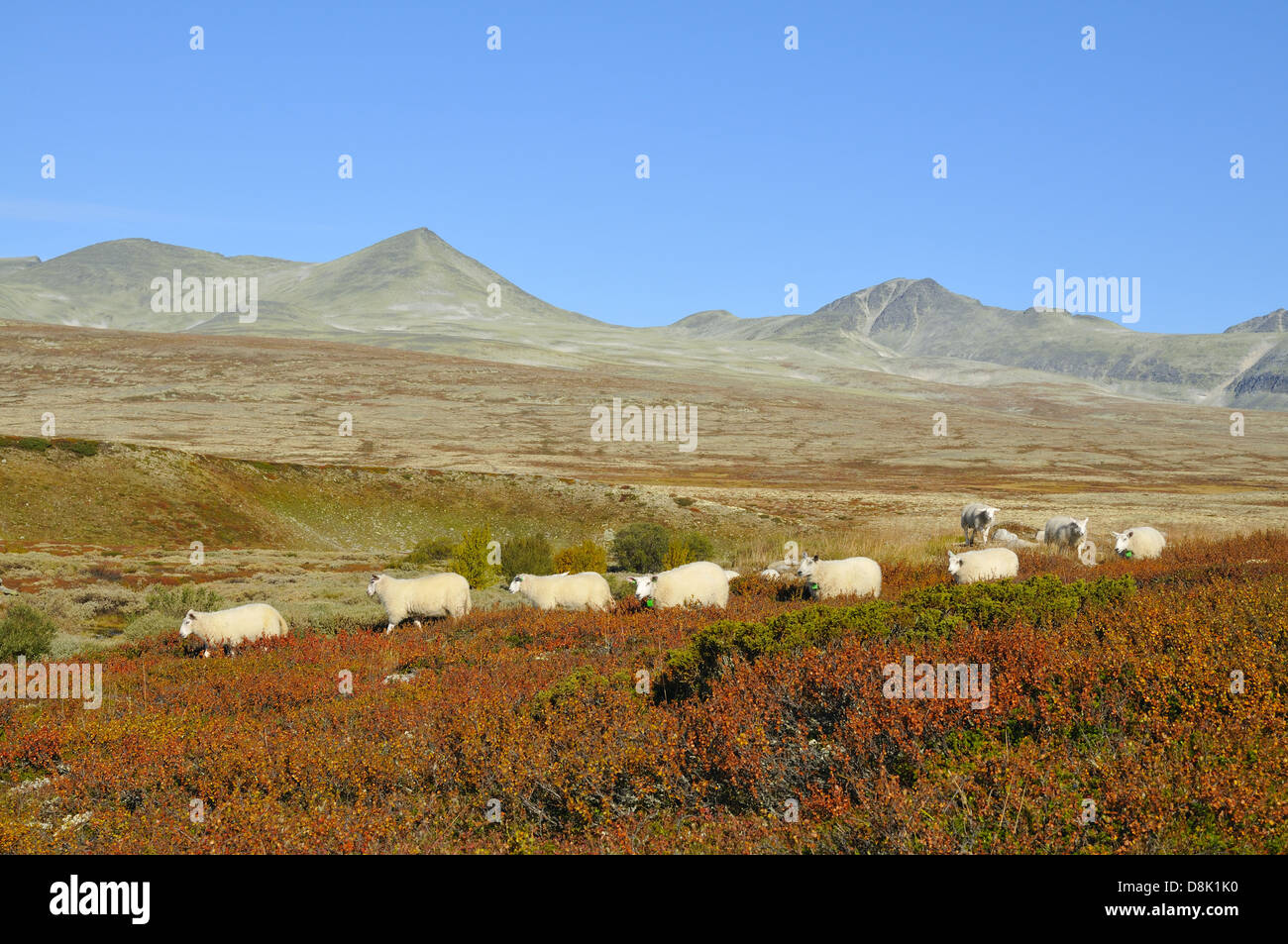 Rondan hi-res stock photography and images - Alamy