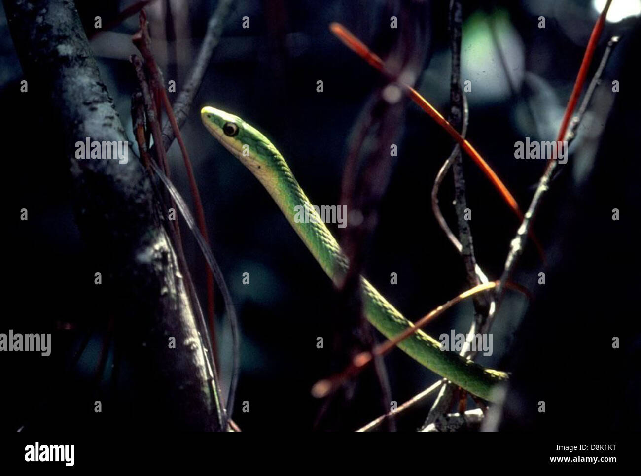 Slender features hi-res stock photography and images - Alamy