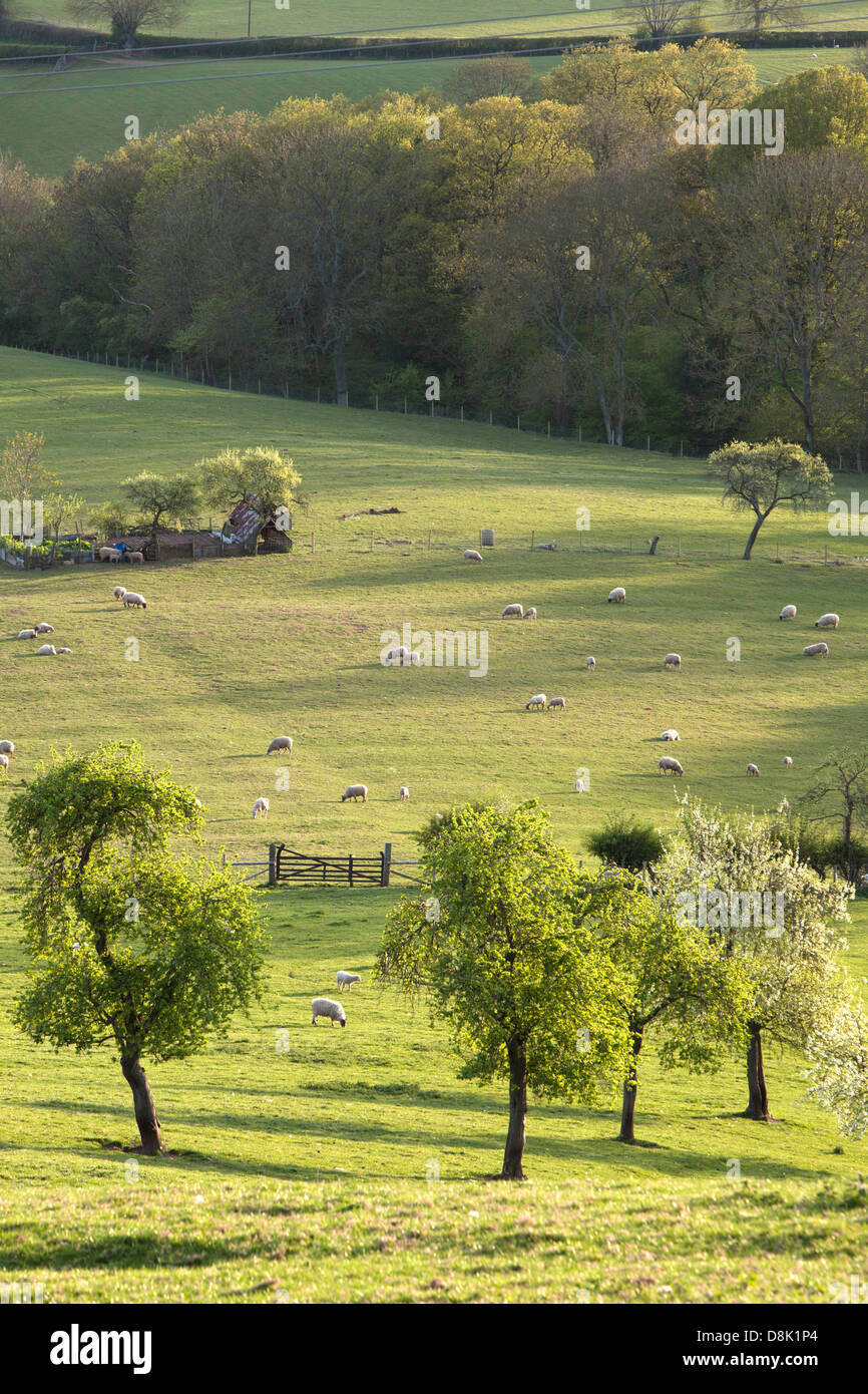 Evening light in the countryside around Stourport and the Abberley ...