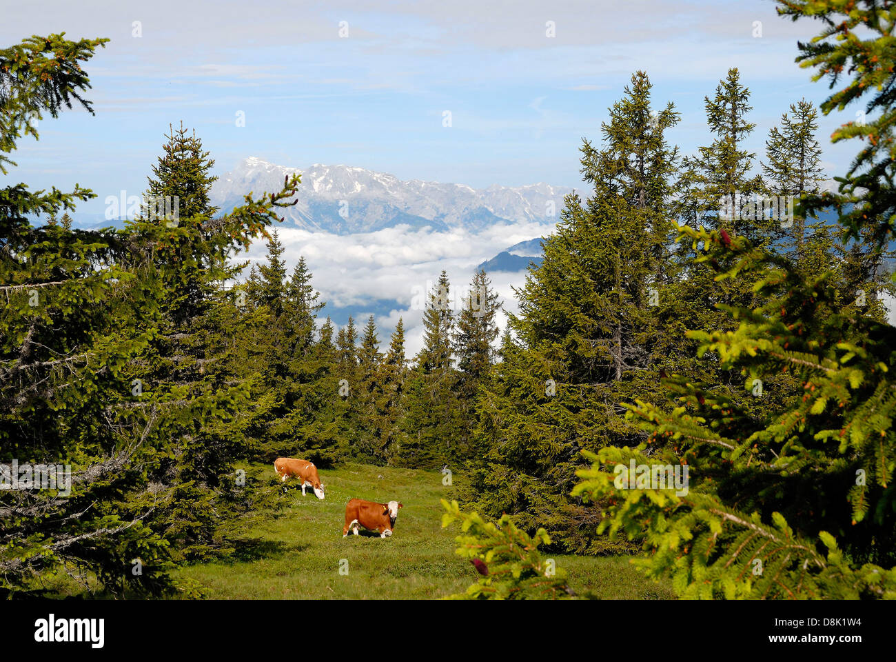 Simmental Cross High Resolution Stock Photography and Images - Alamy