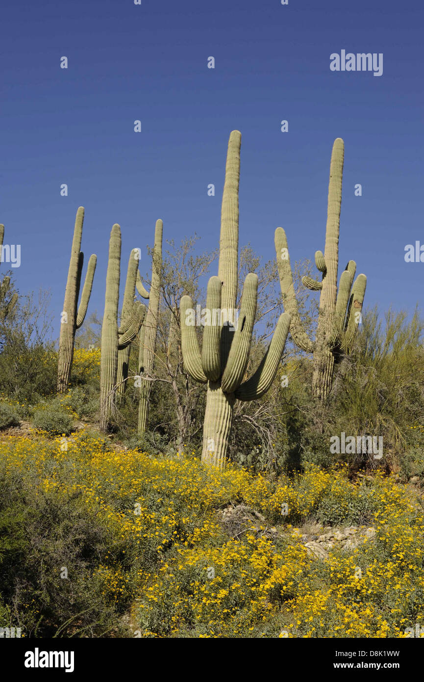 A desert landscape featuring saguaro cacti, the largest cactus species ...