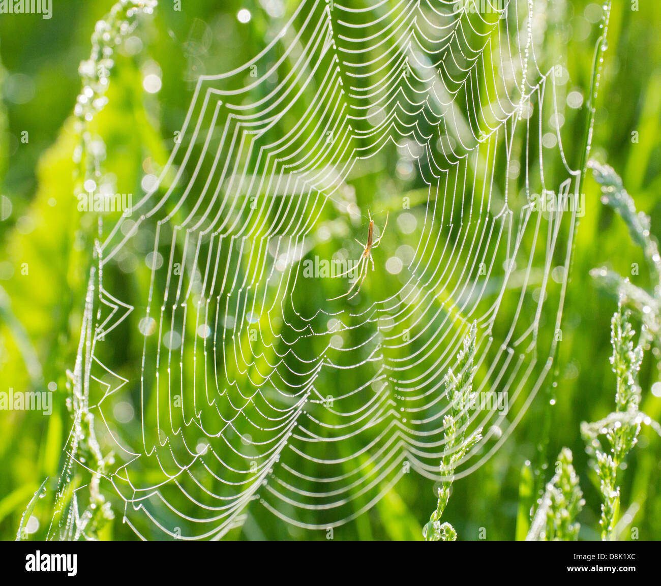 Spider making a web in the morning light Stock Photo - Alamy