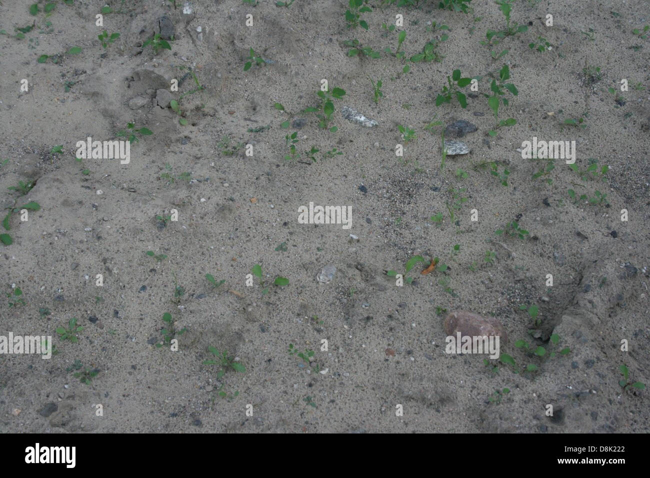 A close-up photograph showing sand and weed growing on the ground. The ...