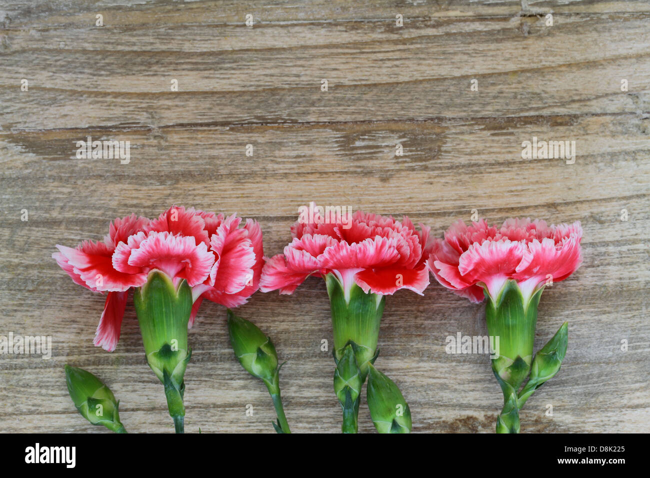 Three red and white carnations on wooden background with copy space ...