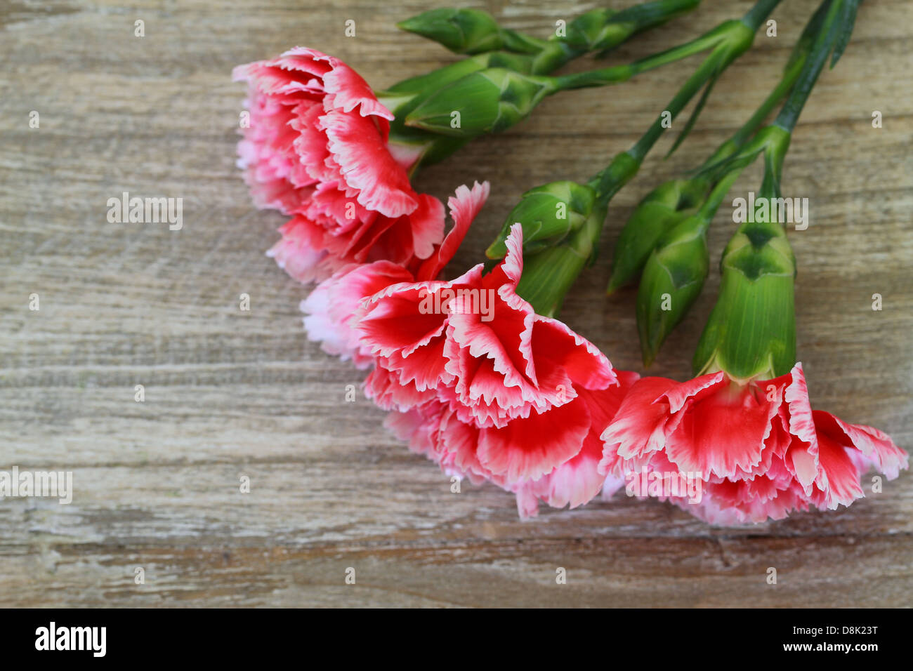 Red and white carnations on wooden background with copy space Stock ...
