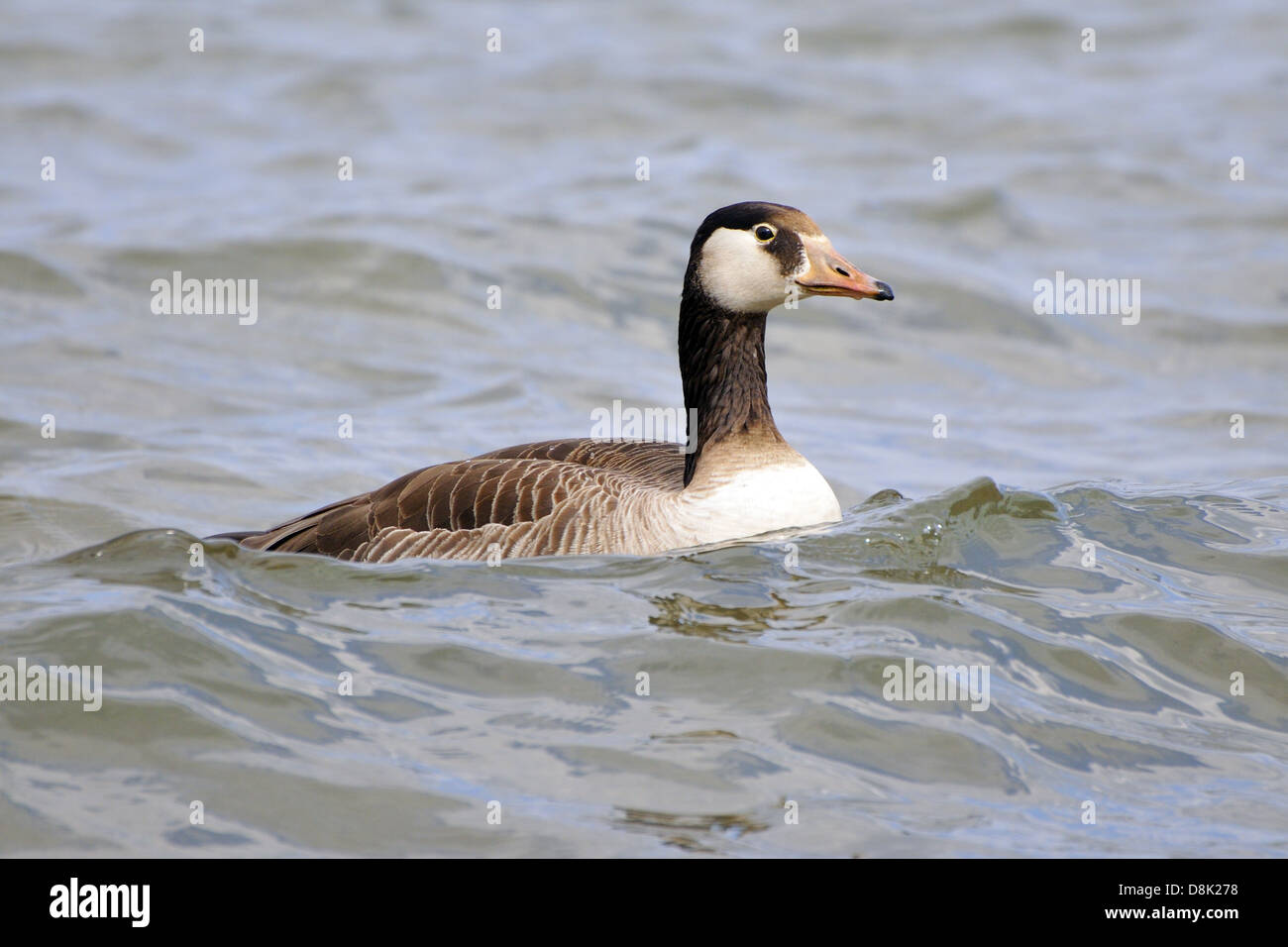 1 canada goose hi-res stock photography and images - Alamy