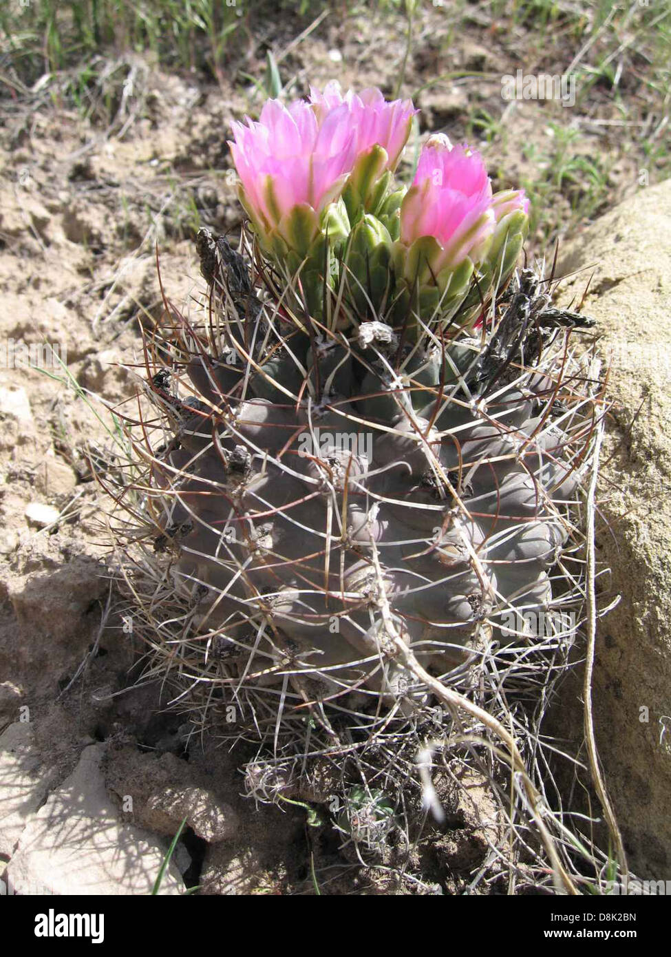 Sclerocactus glaucus, also known as the Colorado hookless cactus, grows ...