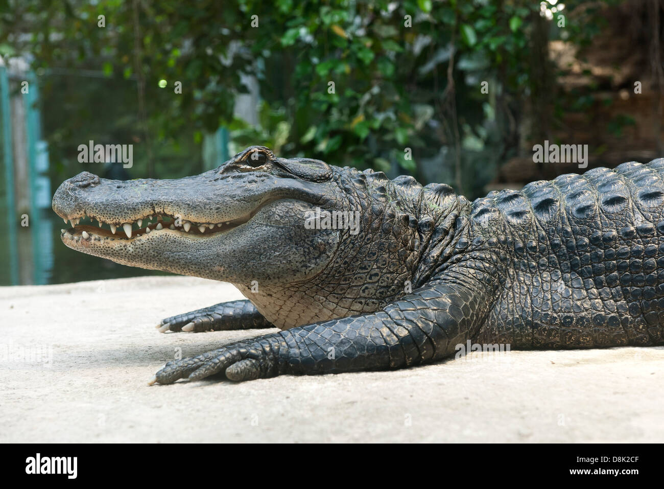 Alligator lying on stomach Stock Photo - Alamy