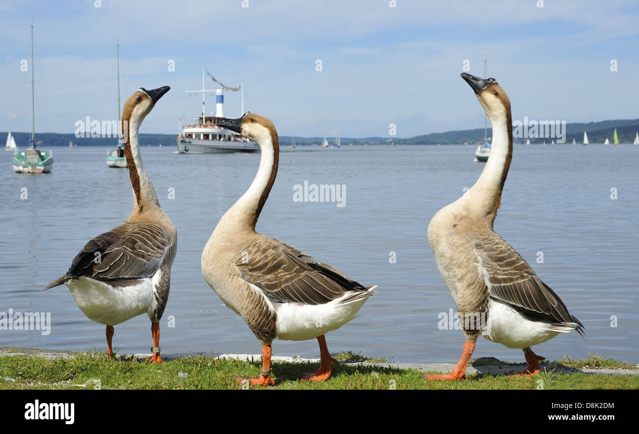 Goose boat hi-res stock photography and images - Alamy