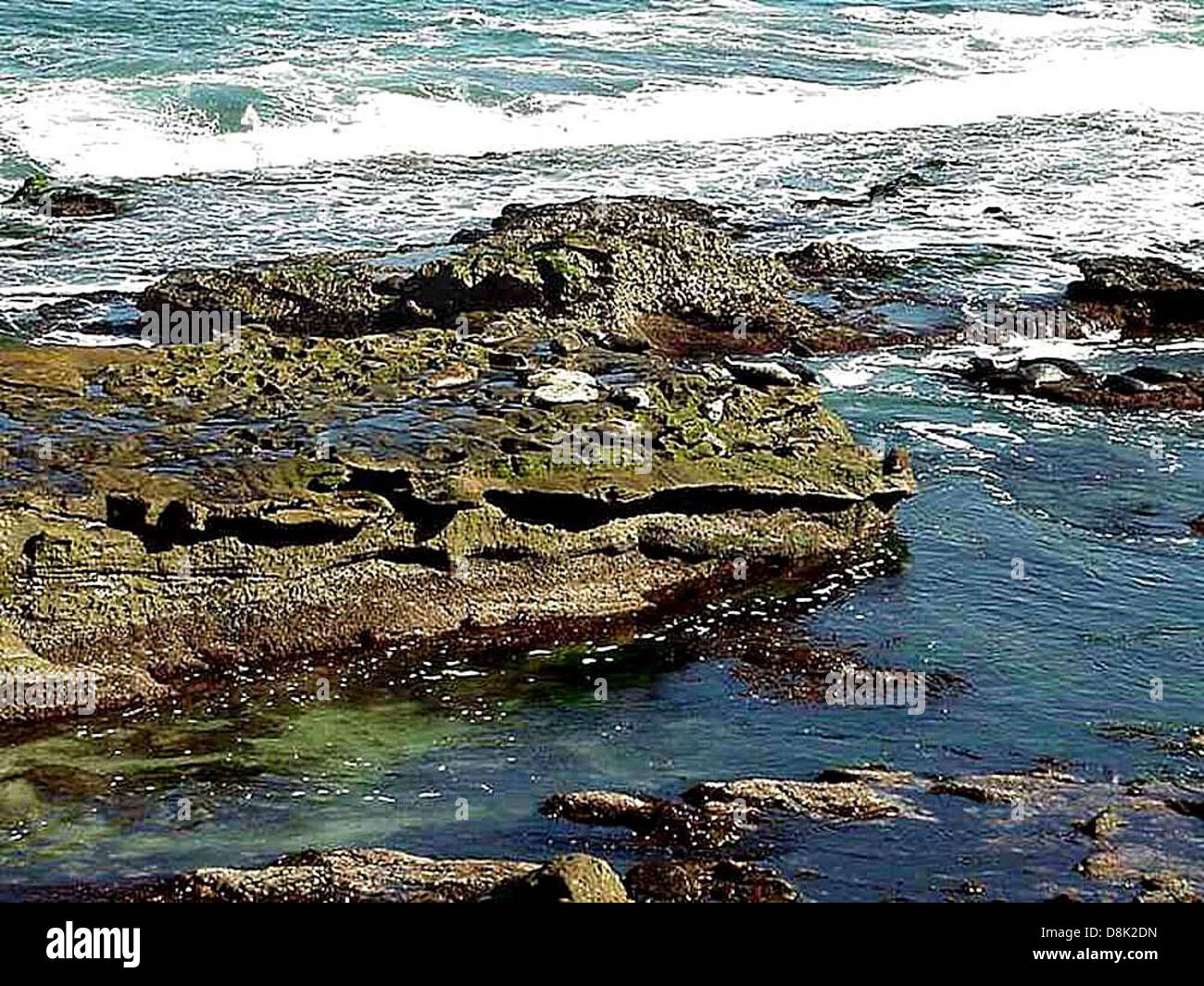 A group of seals rests on rocky outcrops by the water, with the ocean ...