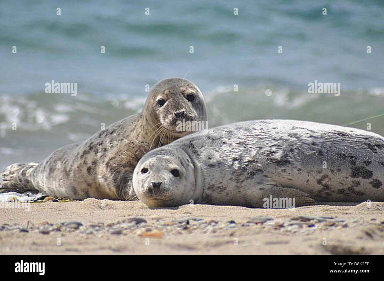 A pair of harbor seals, a male and female, rest together on a rocky ...