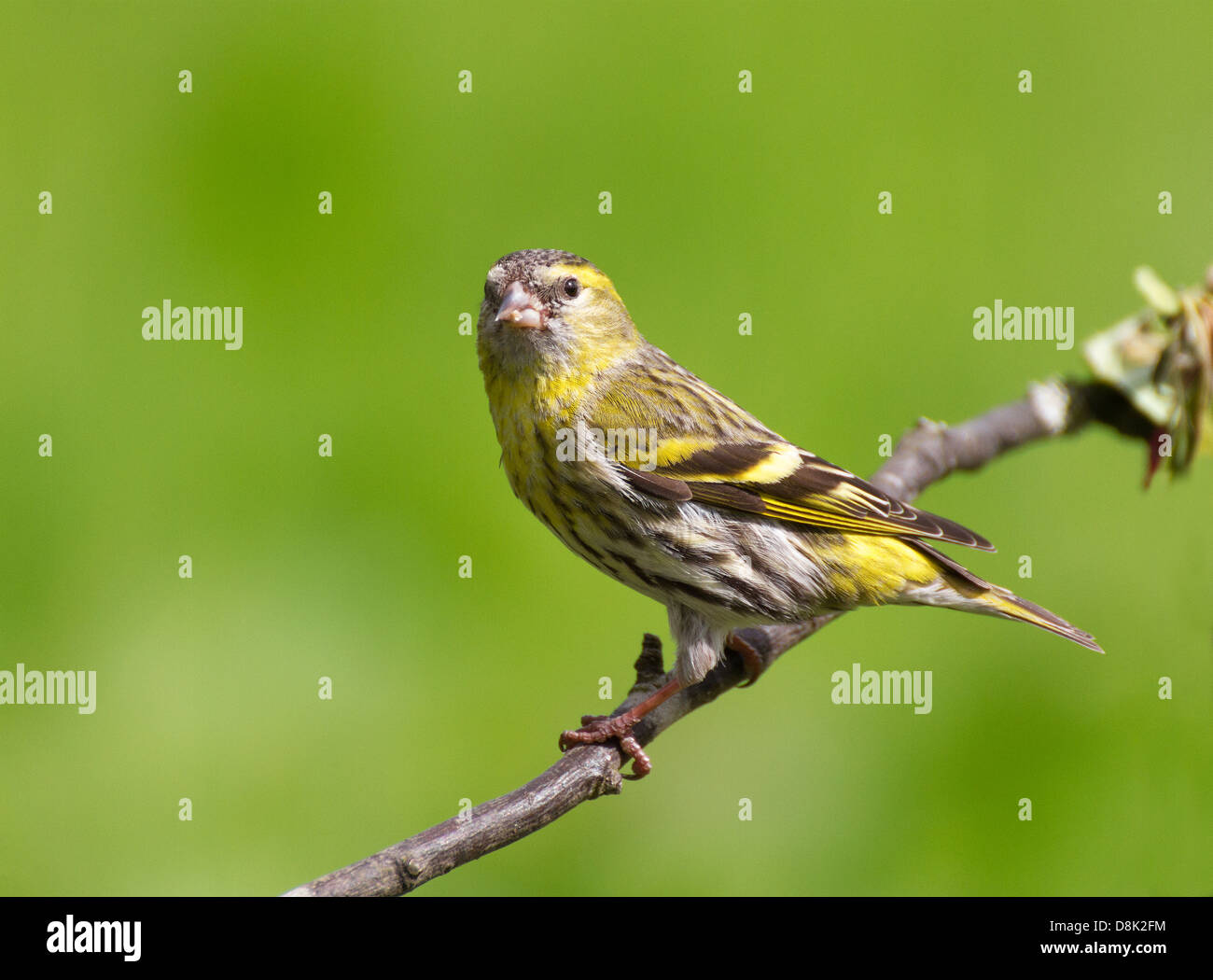 Siskin bird, perched on a branch with blurred background Stock Photo ...