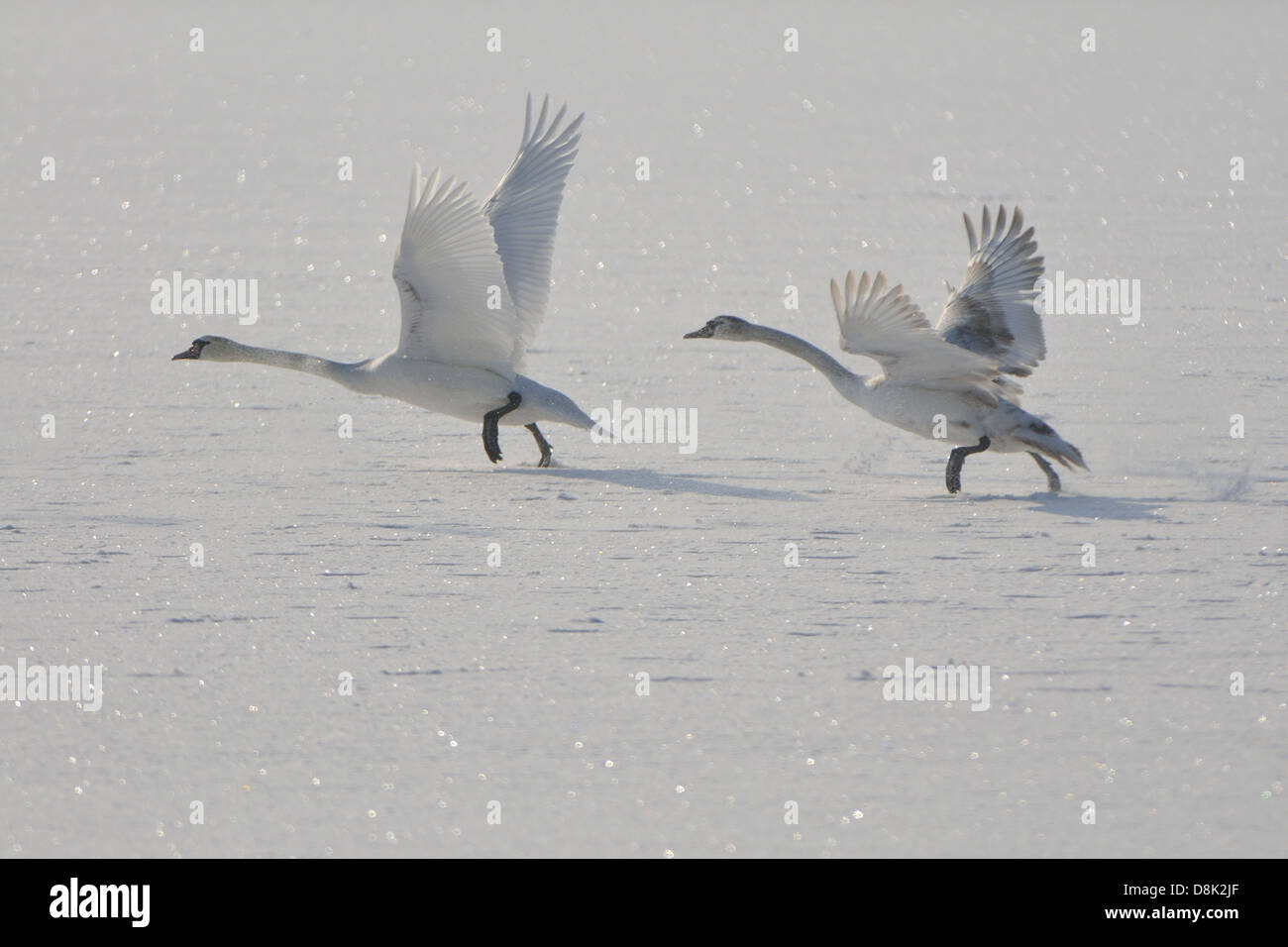 Two animals in flight hi-res stock photography and images - Alamy