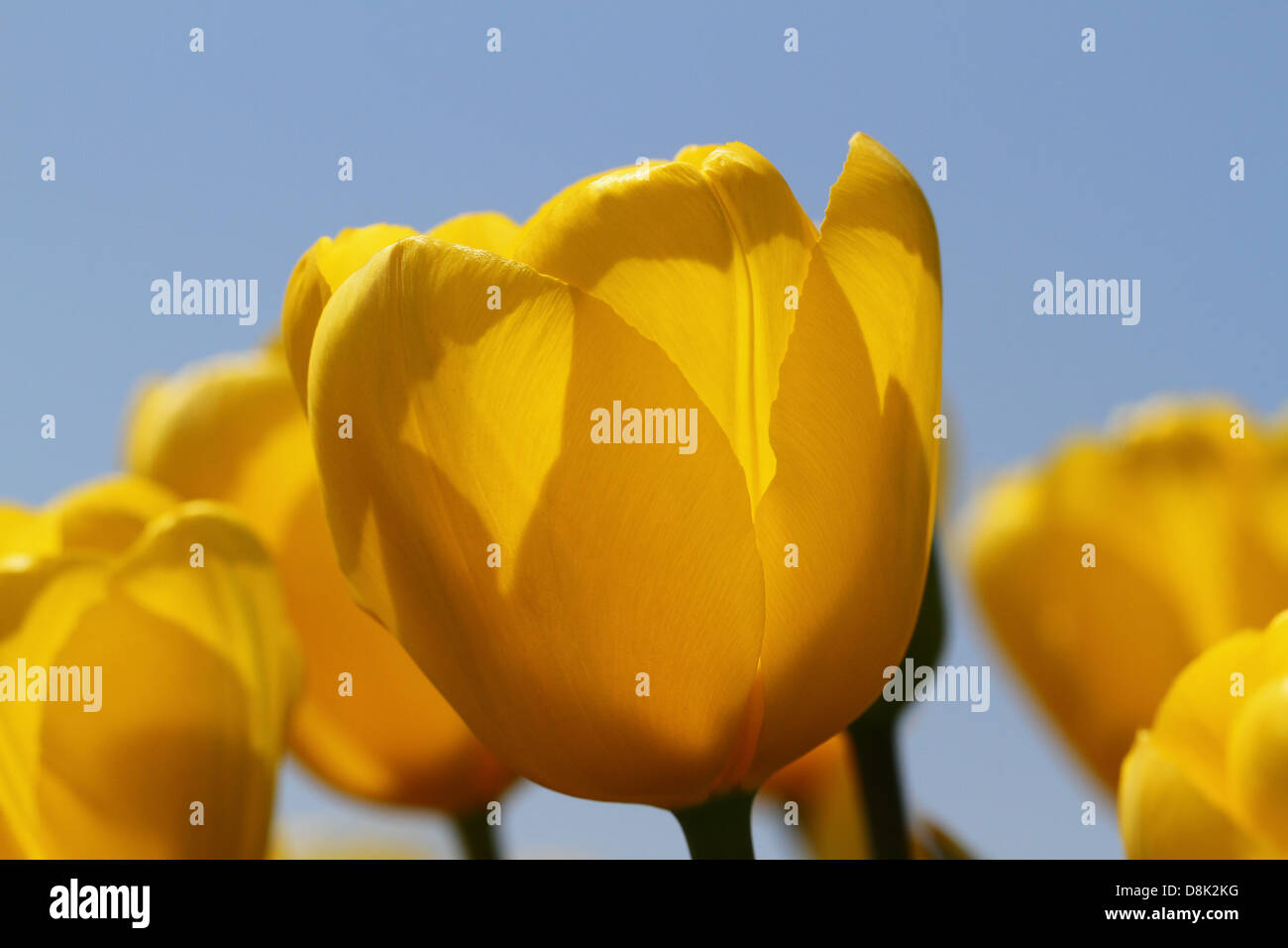 Yellow tulip, close up Stock Photo - Alamy
