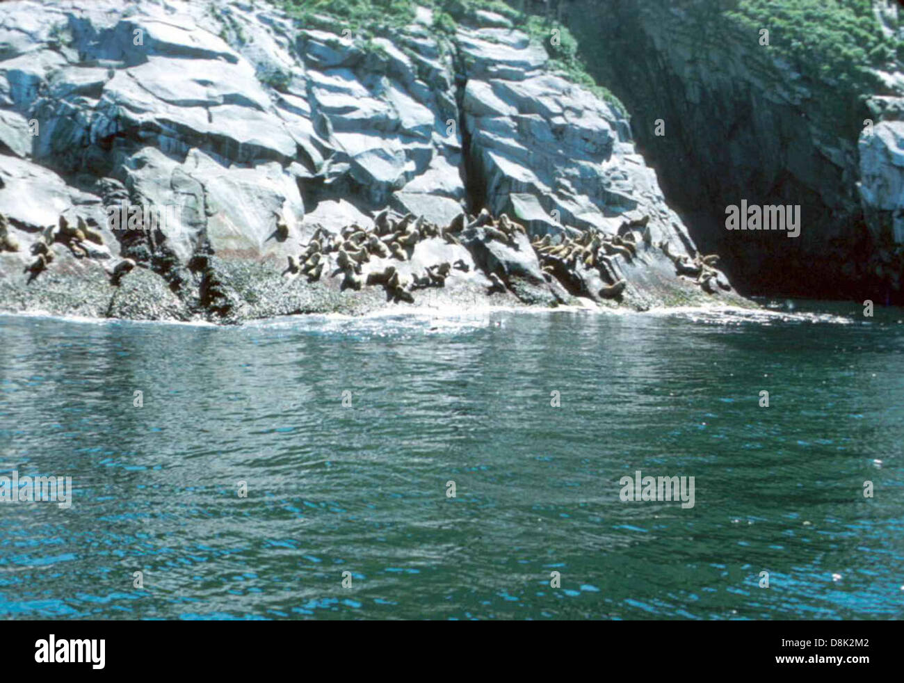 Sea lions lounging on cliffs by the water, often seen in coastal ...