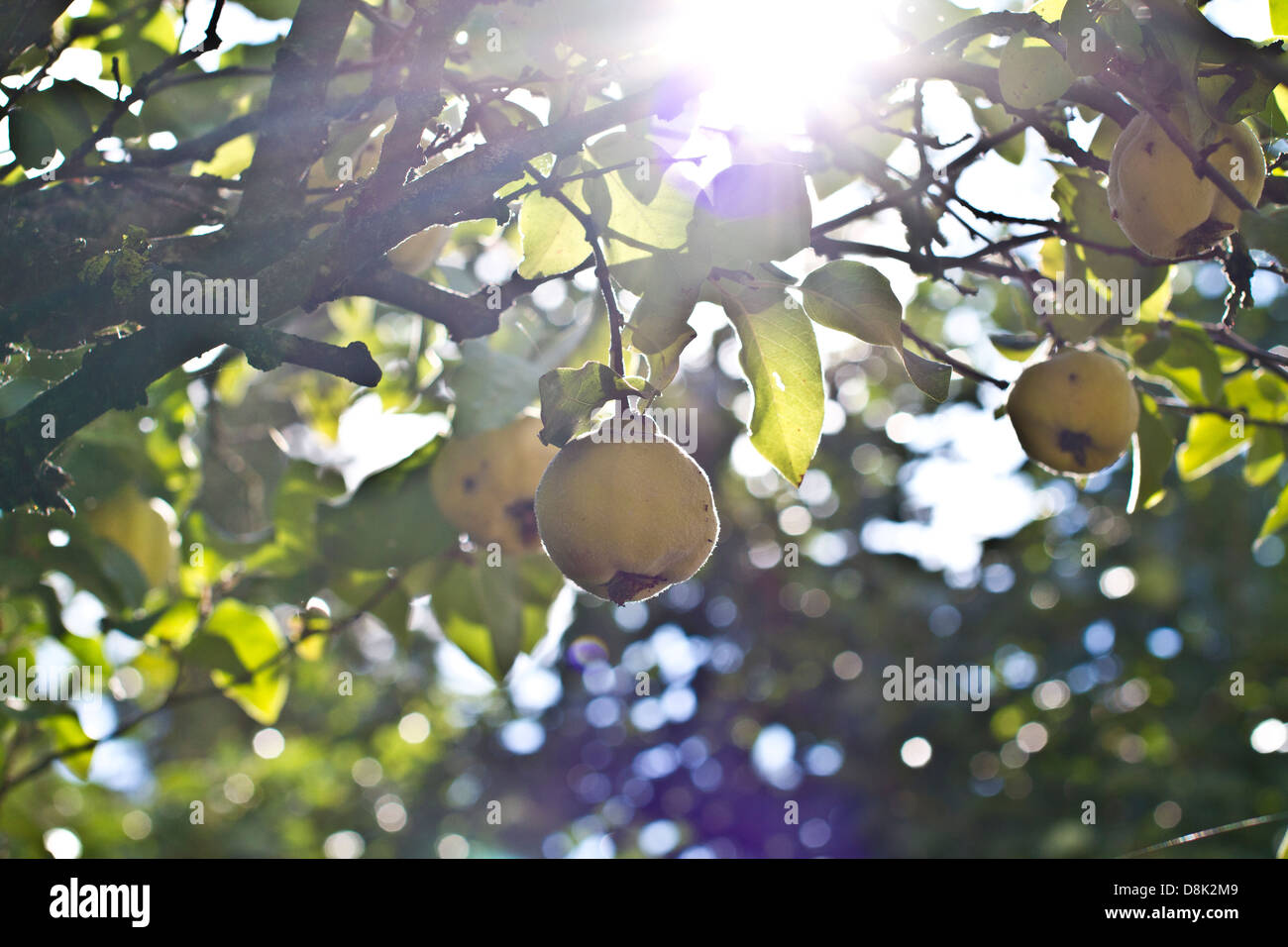 Quince spread hi-res stock photography and images - Alamy