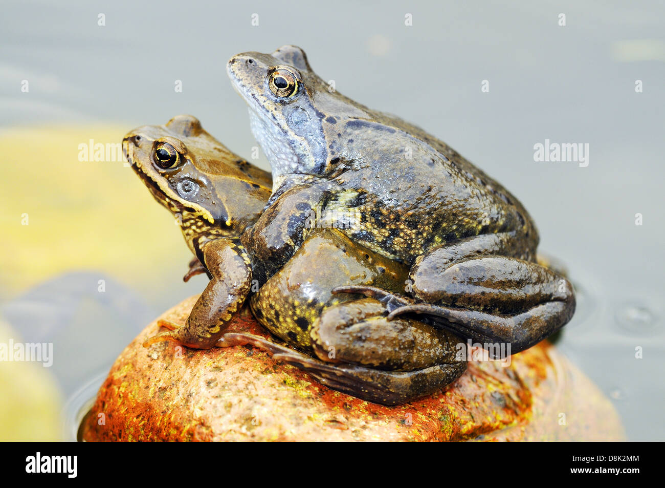 Common frogs spawning time hi-res stock photography and images - Alamy