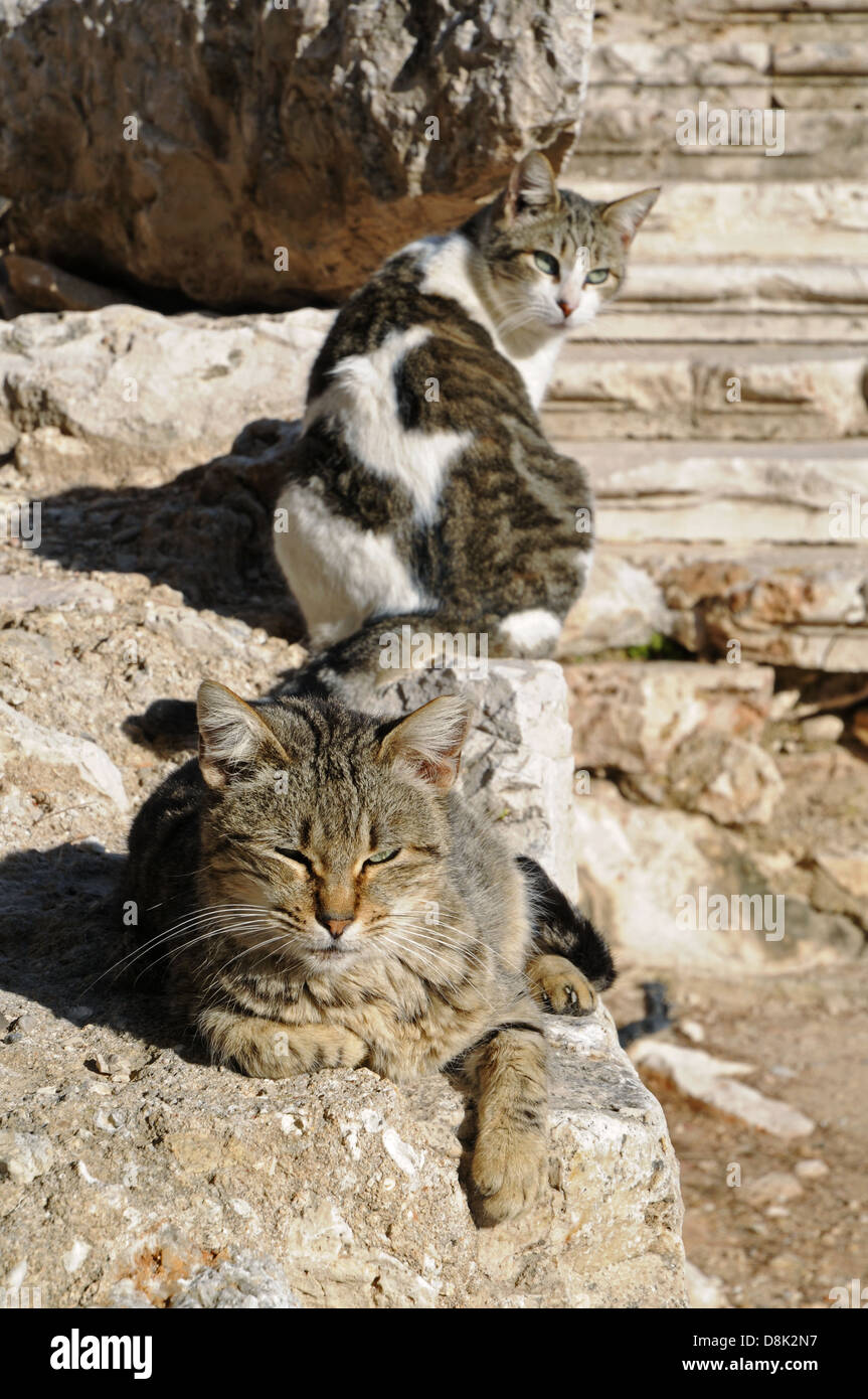 Cat ly hi-res stock photography and images - Alamy