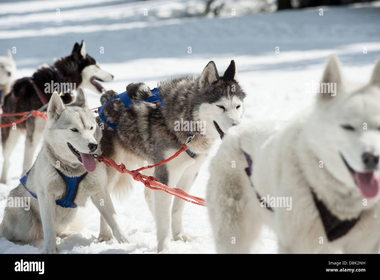 Four dog sled hi-res stock photography and images - Alamy