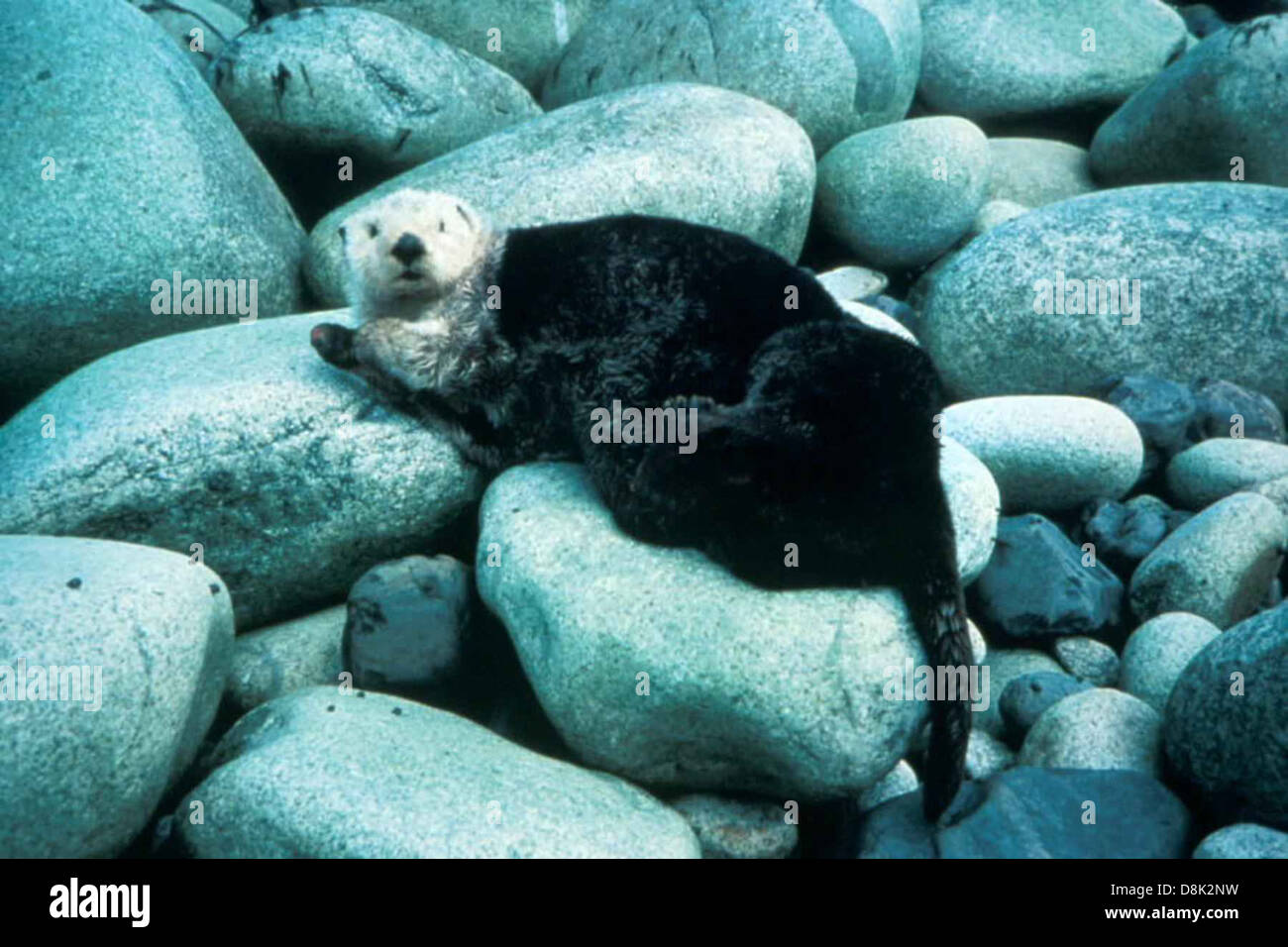 Sea otter marine mammal enhydra lutris Stock Photo - Alamy