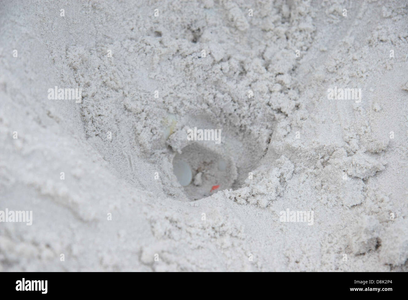 A sea turtle egg nestled in a small hollow in the sand, indicating the ...