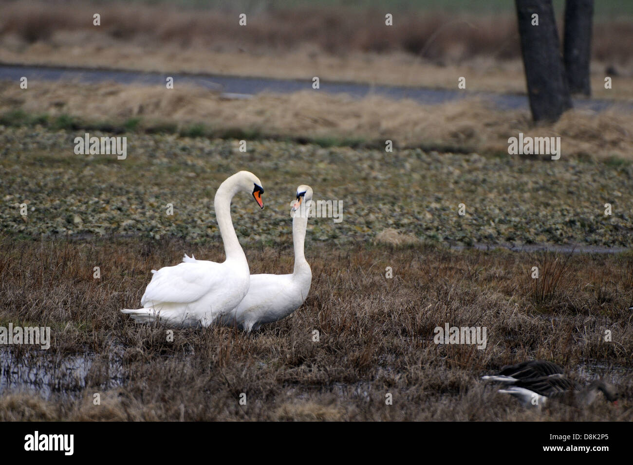 Swan mating dance hi-res stock photography and images - Alamy