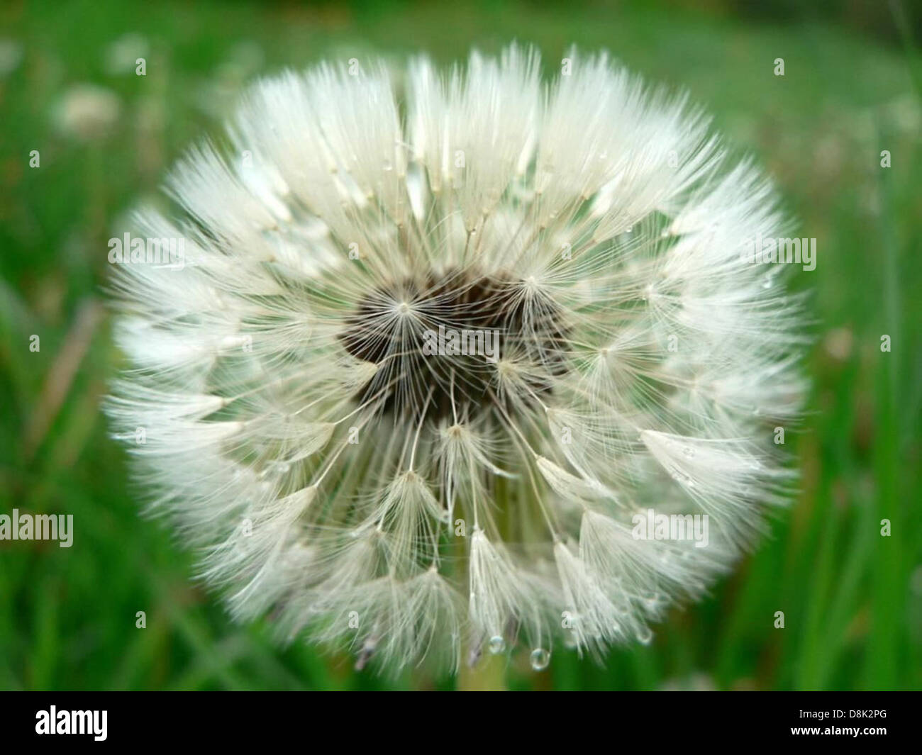 A close-up of a dandelion in the process of releasing its seeds. The ...