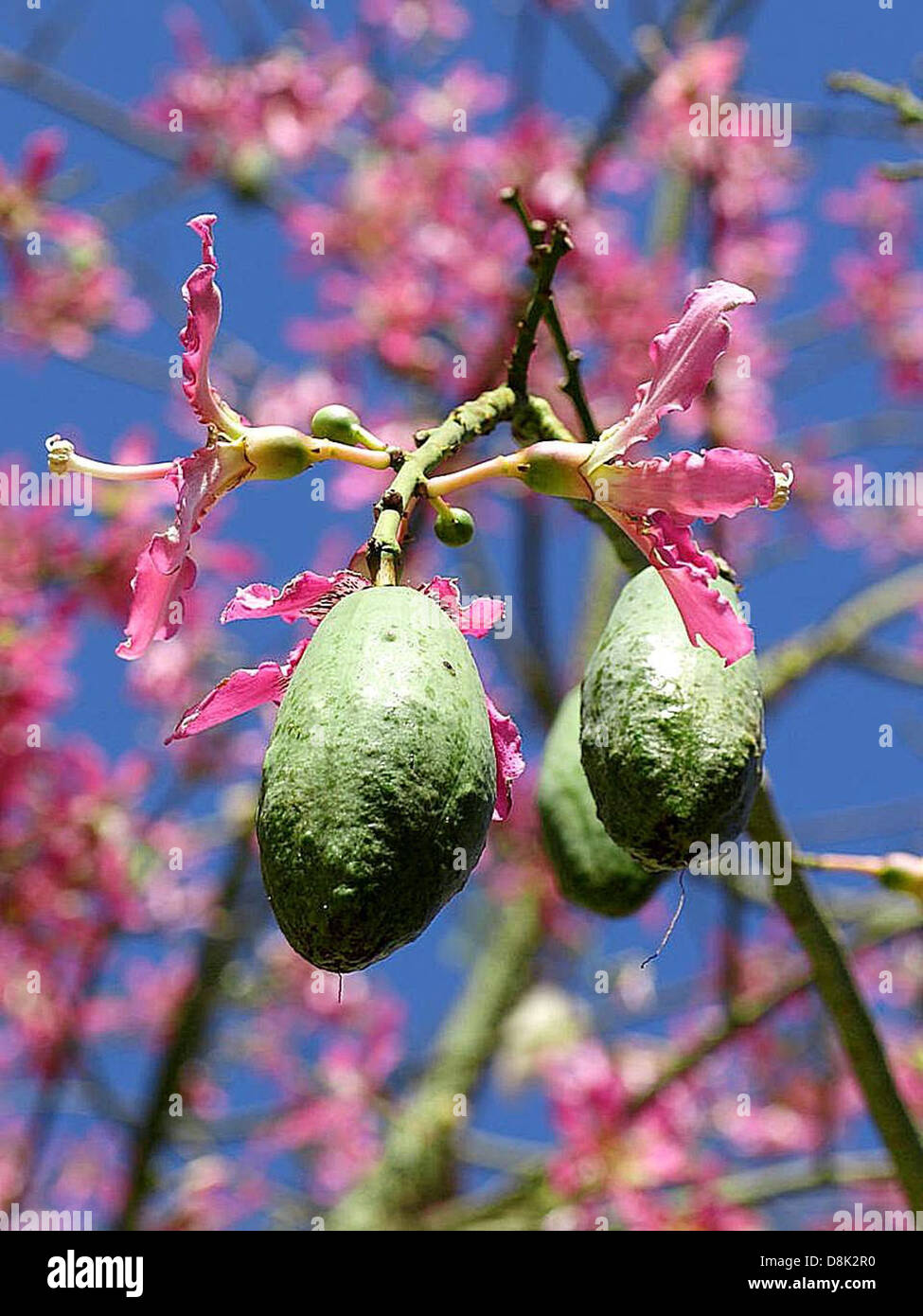 Close-up of seed pods, showcasing their natural texture and structure ...