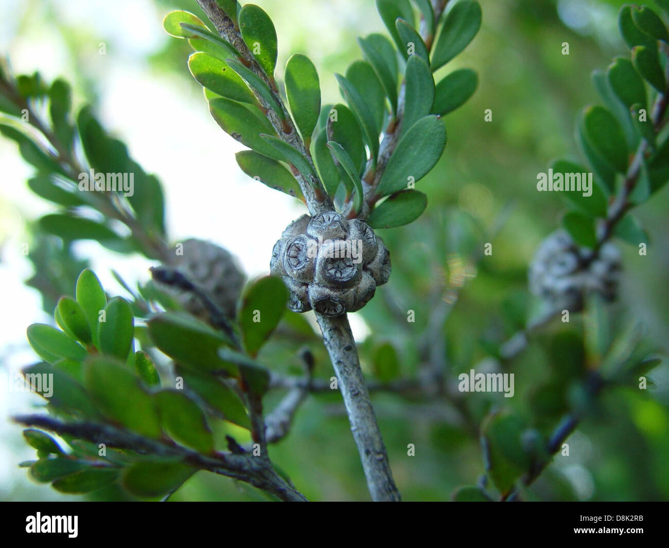 A close-up of a seed pod attached to the stem of a bush. The pod ...