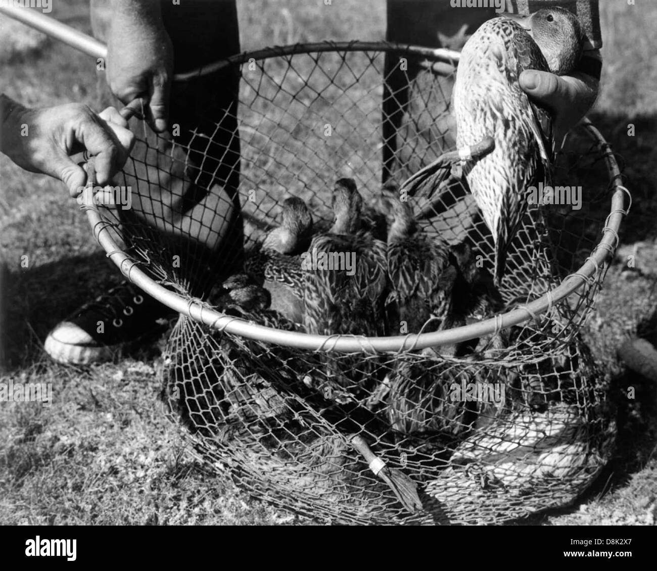 This image shows several ducks caught in a net. The ducks appear calm ...