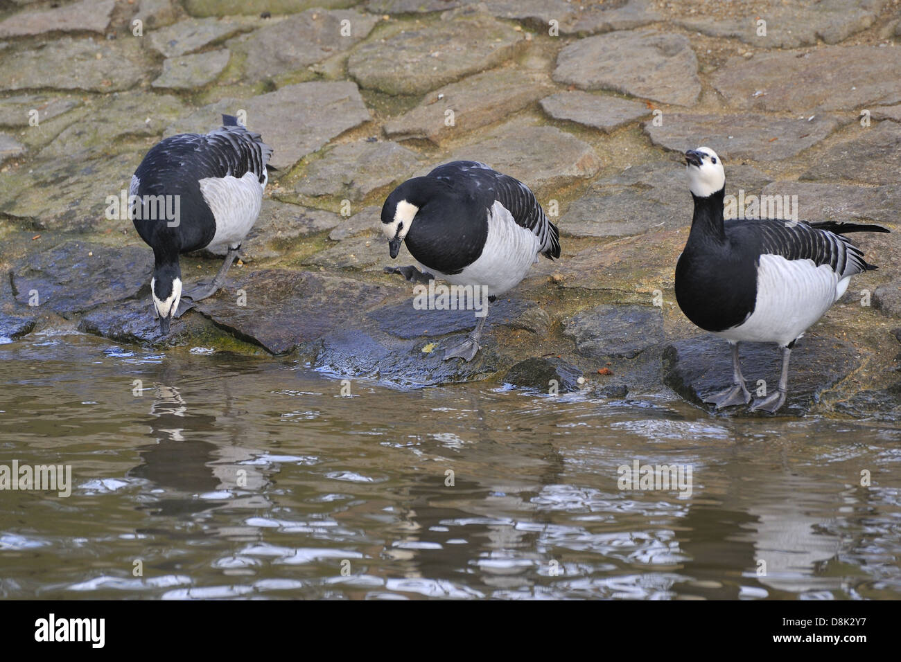 Barnacle goose hi-res stock photography and images - Alamy
