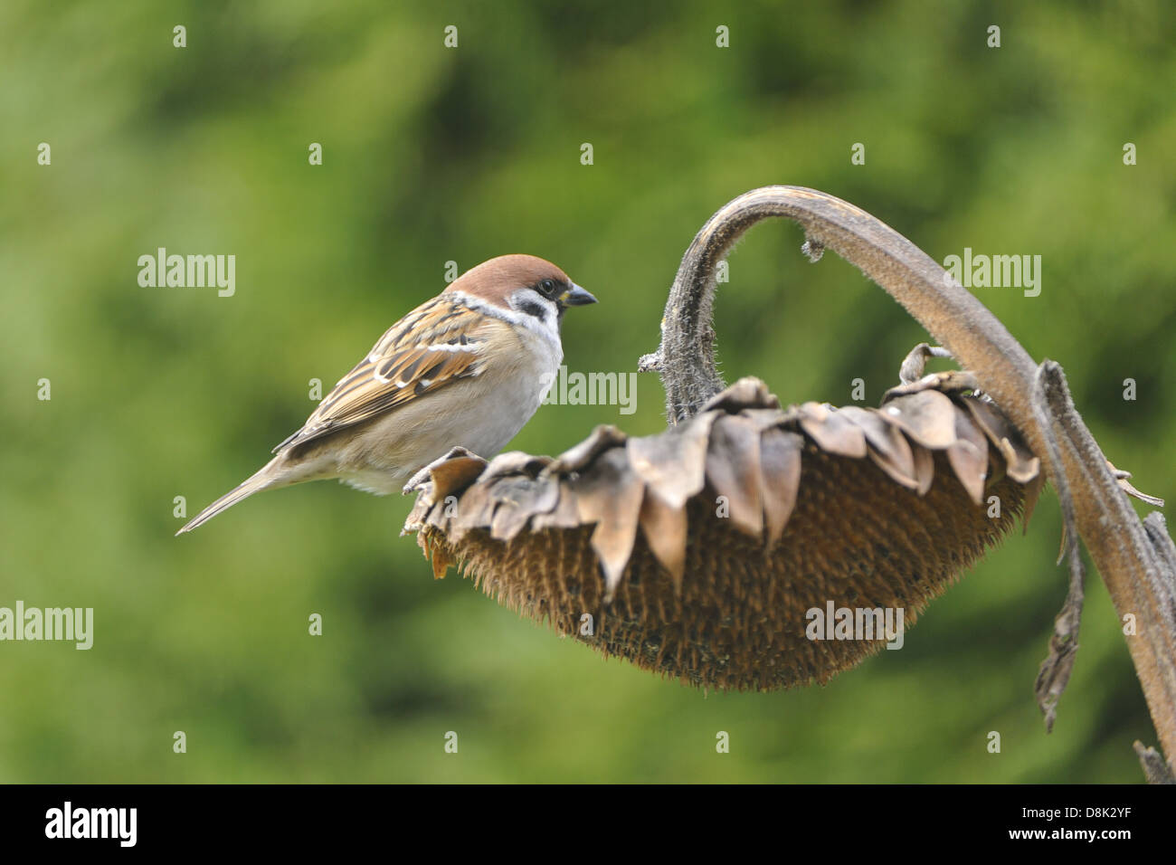 Eurasian Tree Sparrow Stock Photo - Alamy
