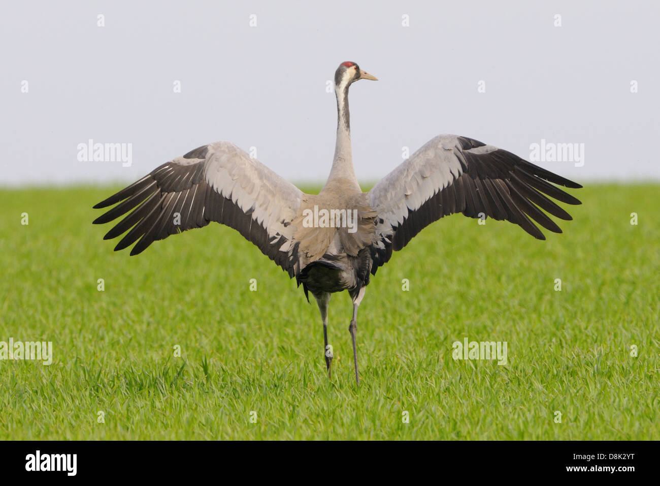 Grus gru common crane hi-res stock photography and images - Alamy
