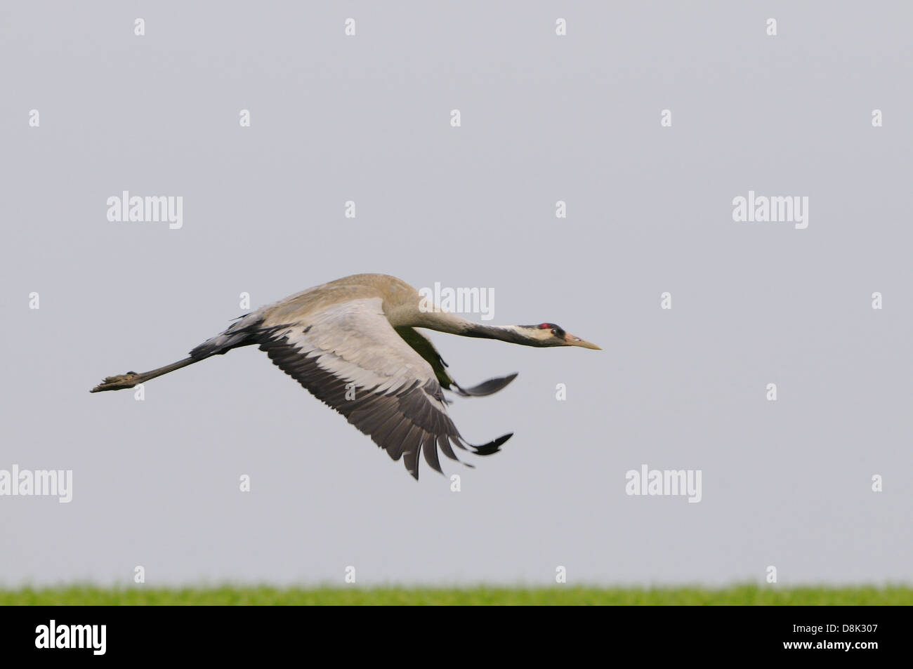 Asian crane flying hi-res stock photography and images - Alamy
