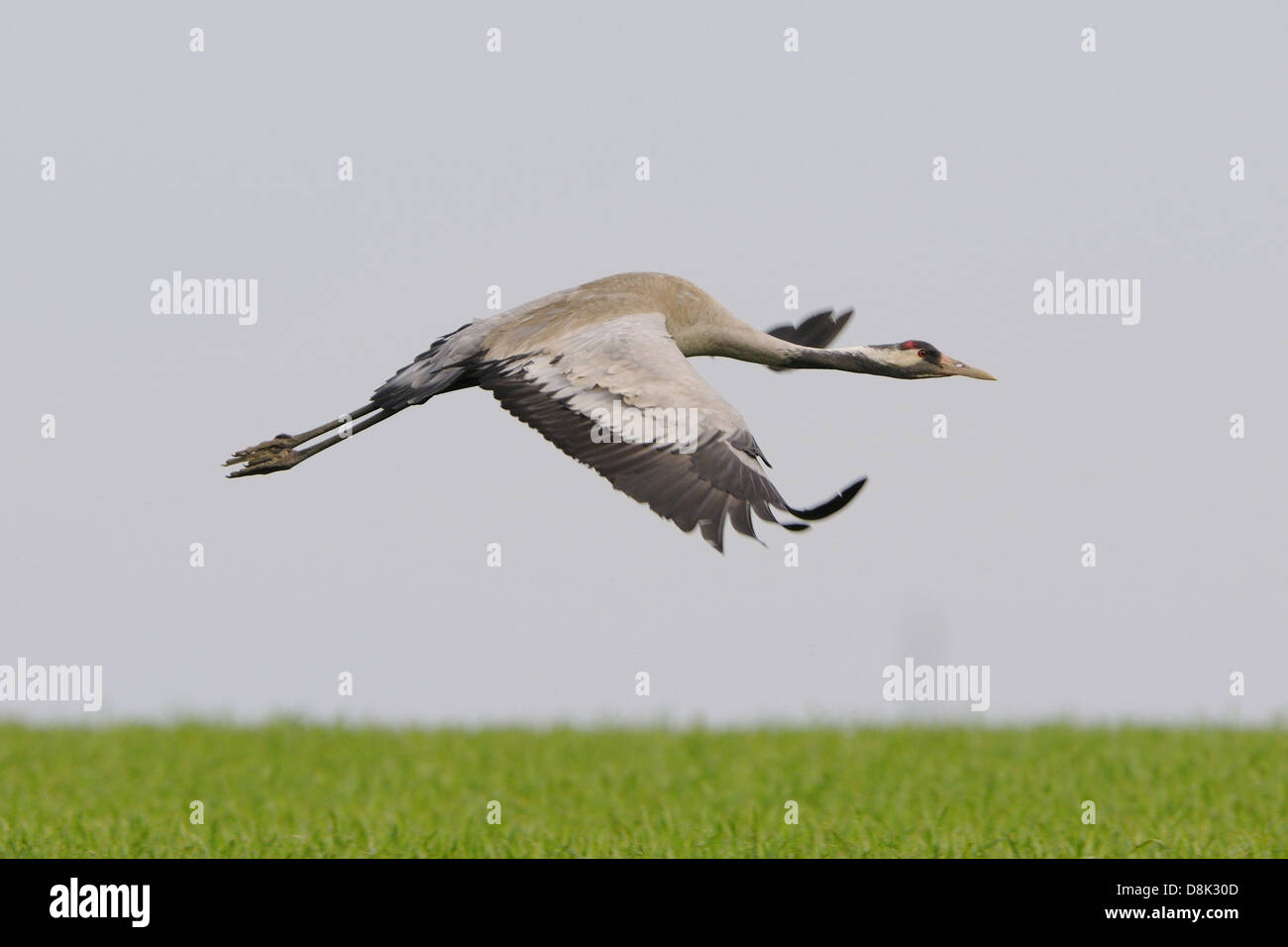 Asian crane flying hi-res stock photography and images - Alamy