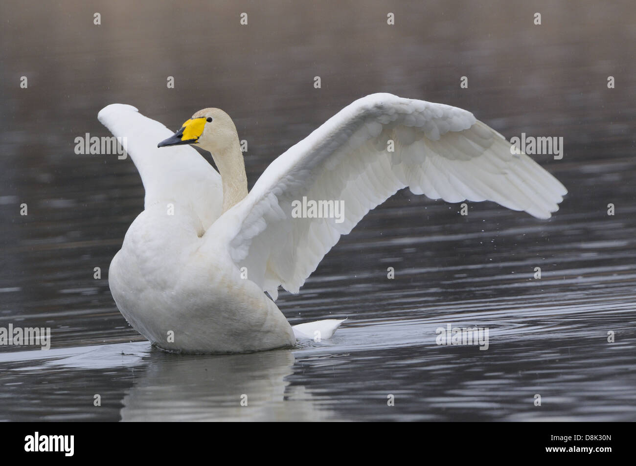Launching swan hi-res stock photography and images - Alamy