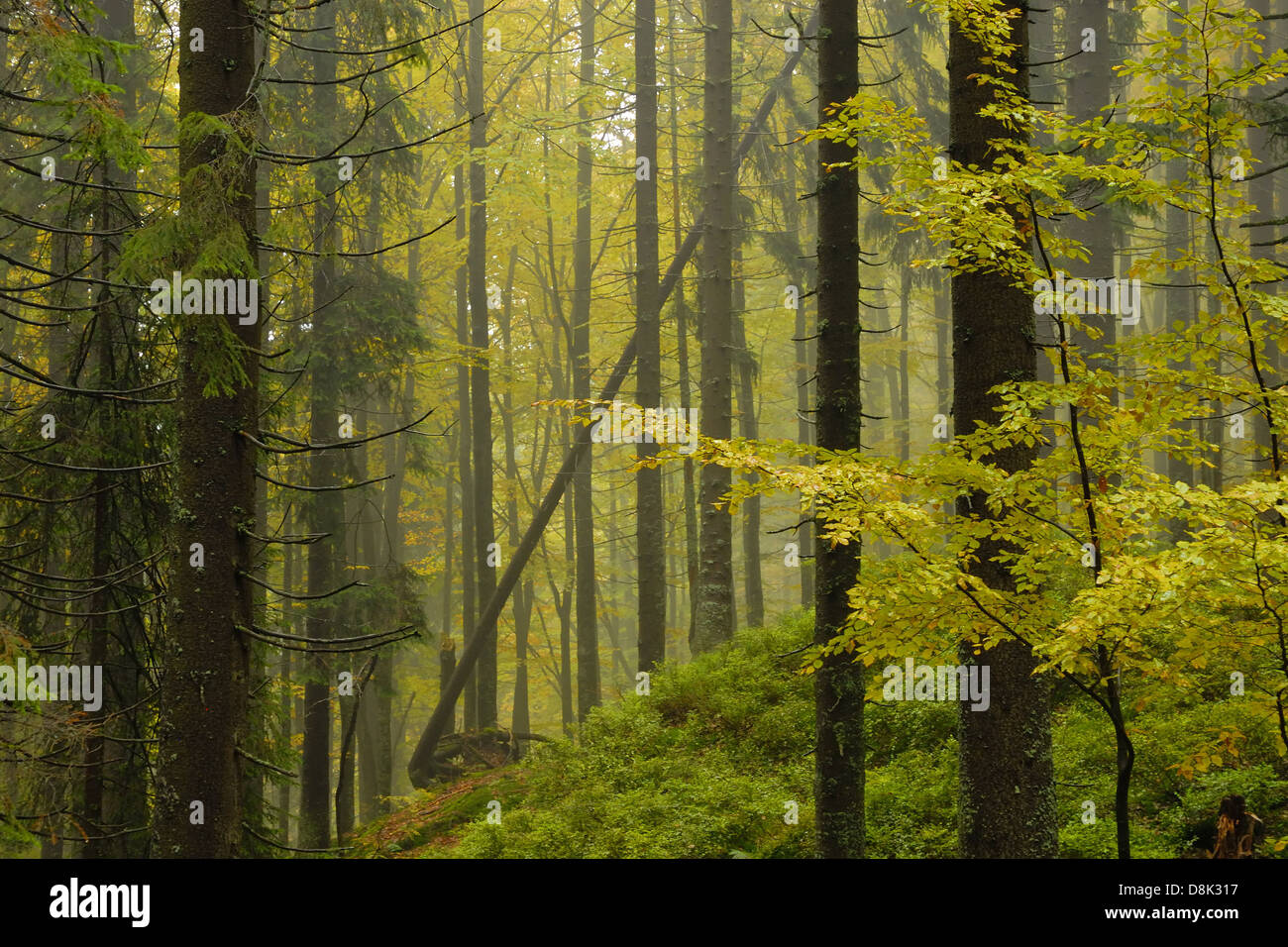Bavarian forest national park hiking hi-res stock photography and ...